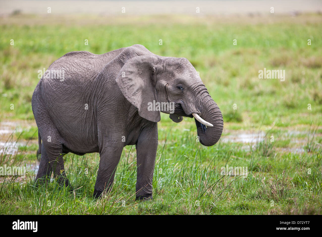 Young Elephant feeding Stock Photo - Alamy