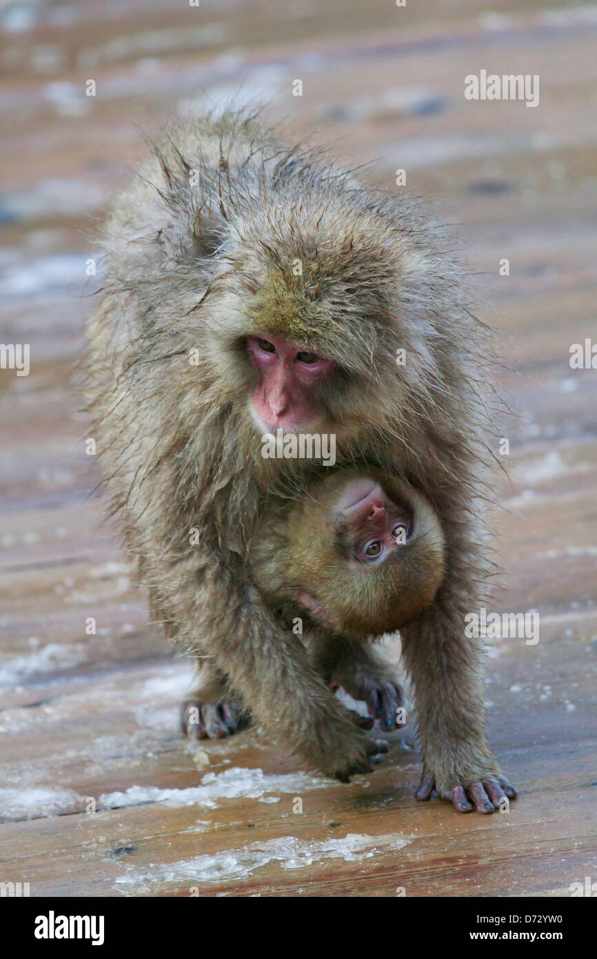 Japanese mother carrying baby hi-res stock photography and images - Alamy