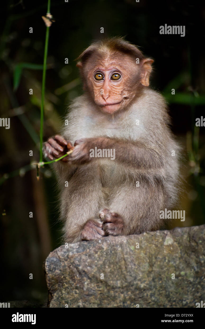 Small monkey looking around in bamboo forest. South India Stock Photo ...