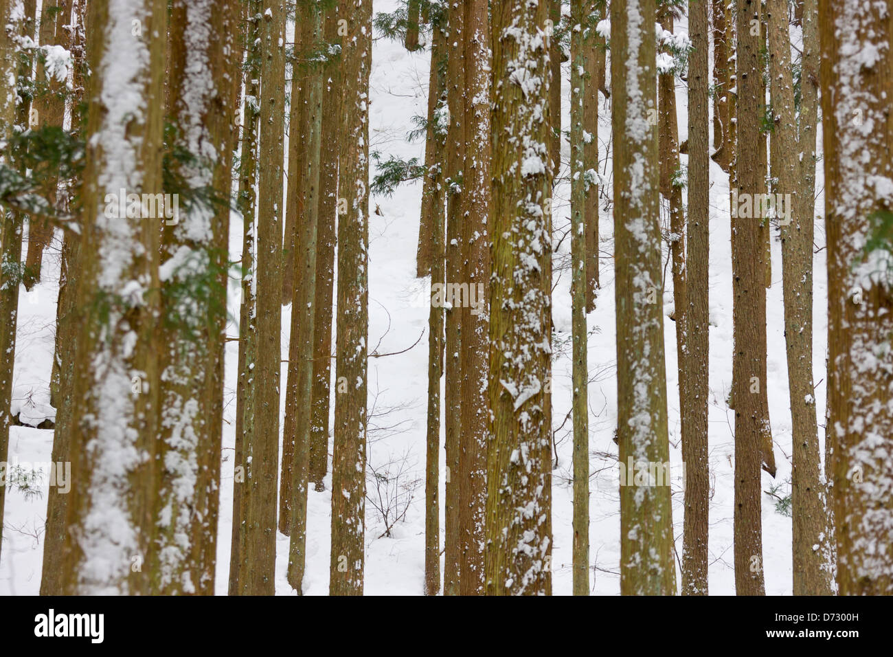 Cedar forest covered with snow, Nagano, Japan Stock Photo - Alamy