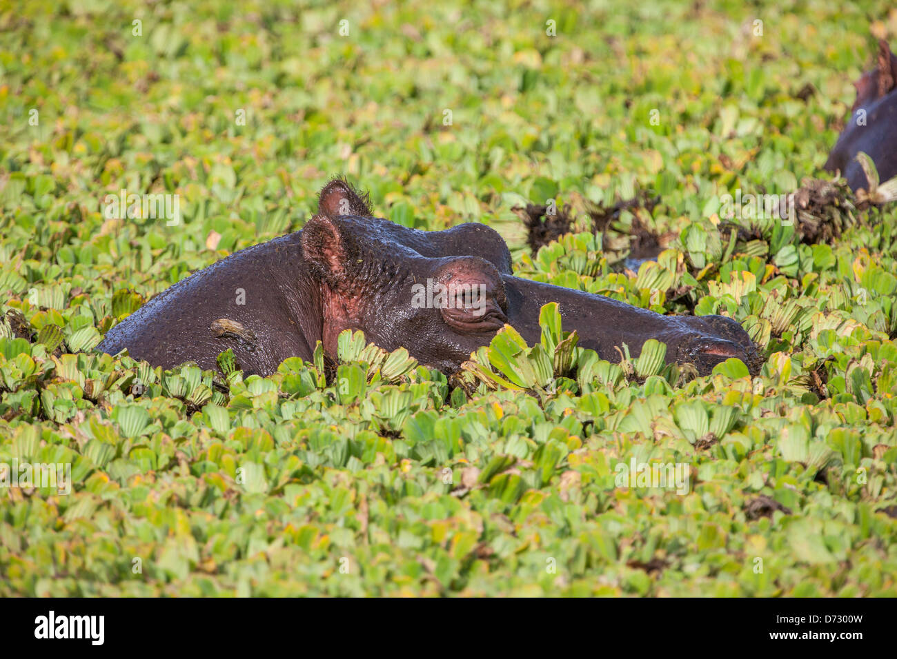 Hippo pond hi-res stock photography and images - Alamy
