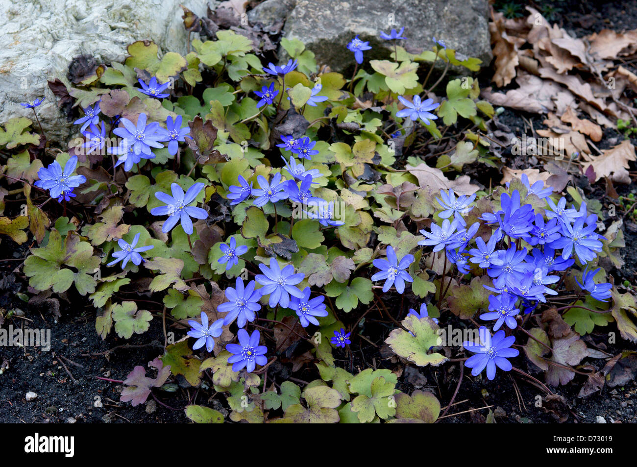 Liverwort blue spring flowers Hepatica transsylvanica Stock Photo - Alamy