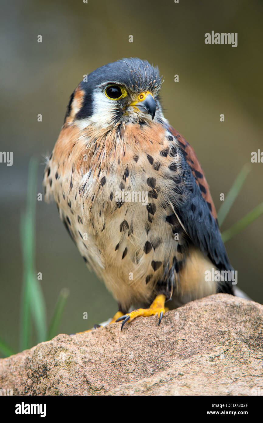 Small kestrel hi-res stock photography and images - Alamy