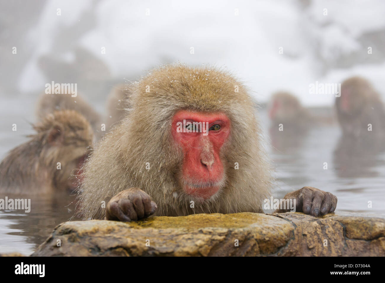 Japanese Snow Monkeys in the hotspring, Nagano, Japan Stock Photo - Alamy
