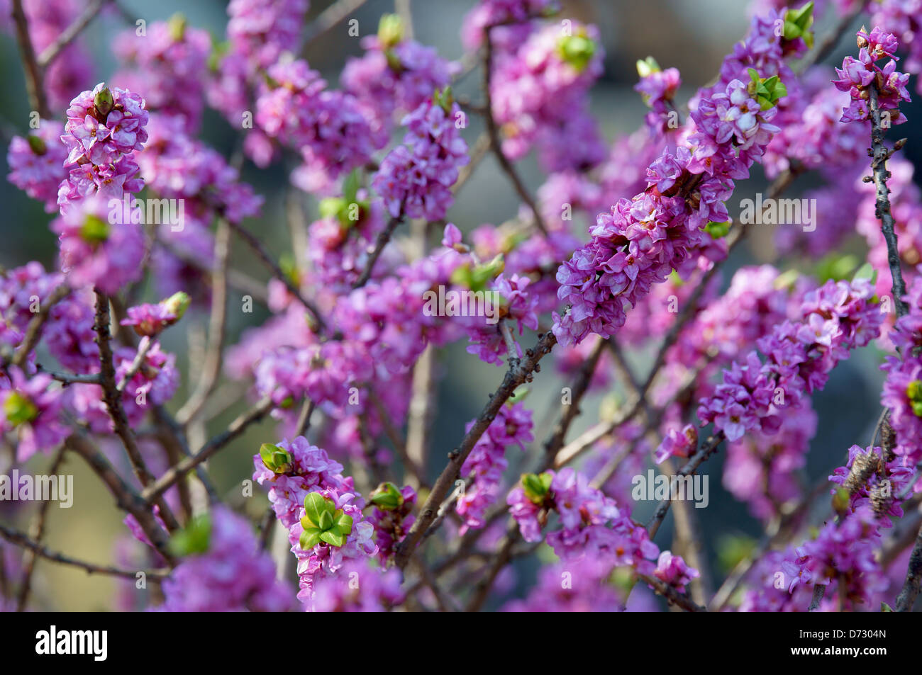 Mezereon flowers blossom Daphne mezereum Stock Photo - Alamy