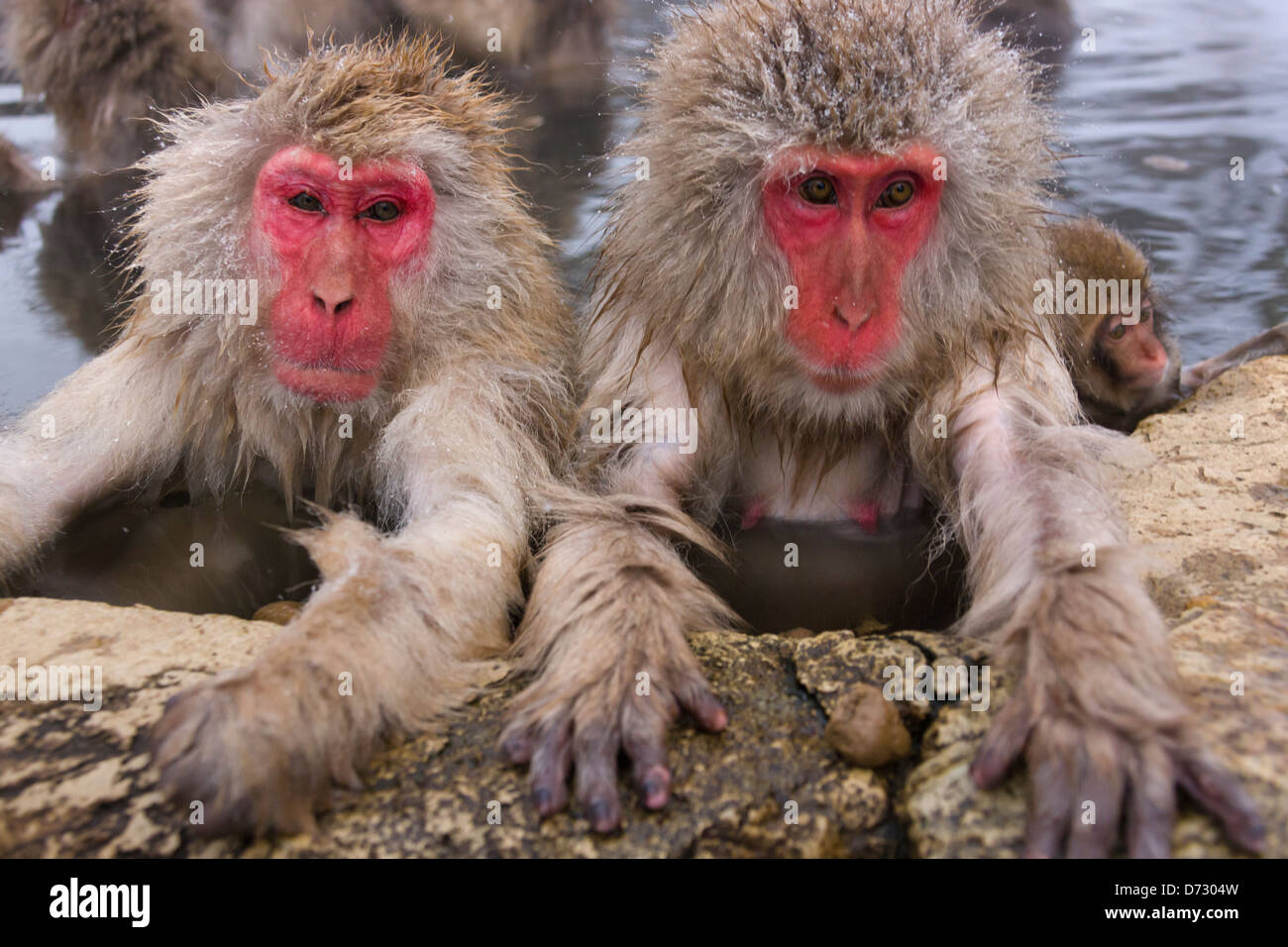 Japanese Snow Monkeys in the hotspring, Nagano, Japan Stock Photo - Alamy