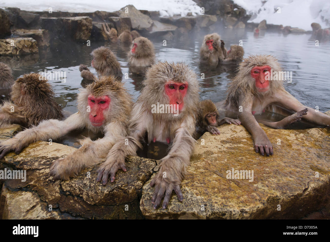 Japanese macaque monkeys hi-res stock photography and images - Alamy