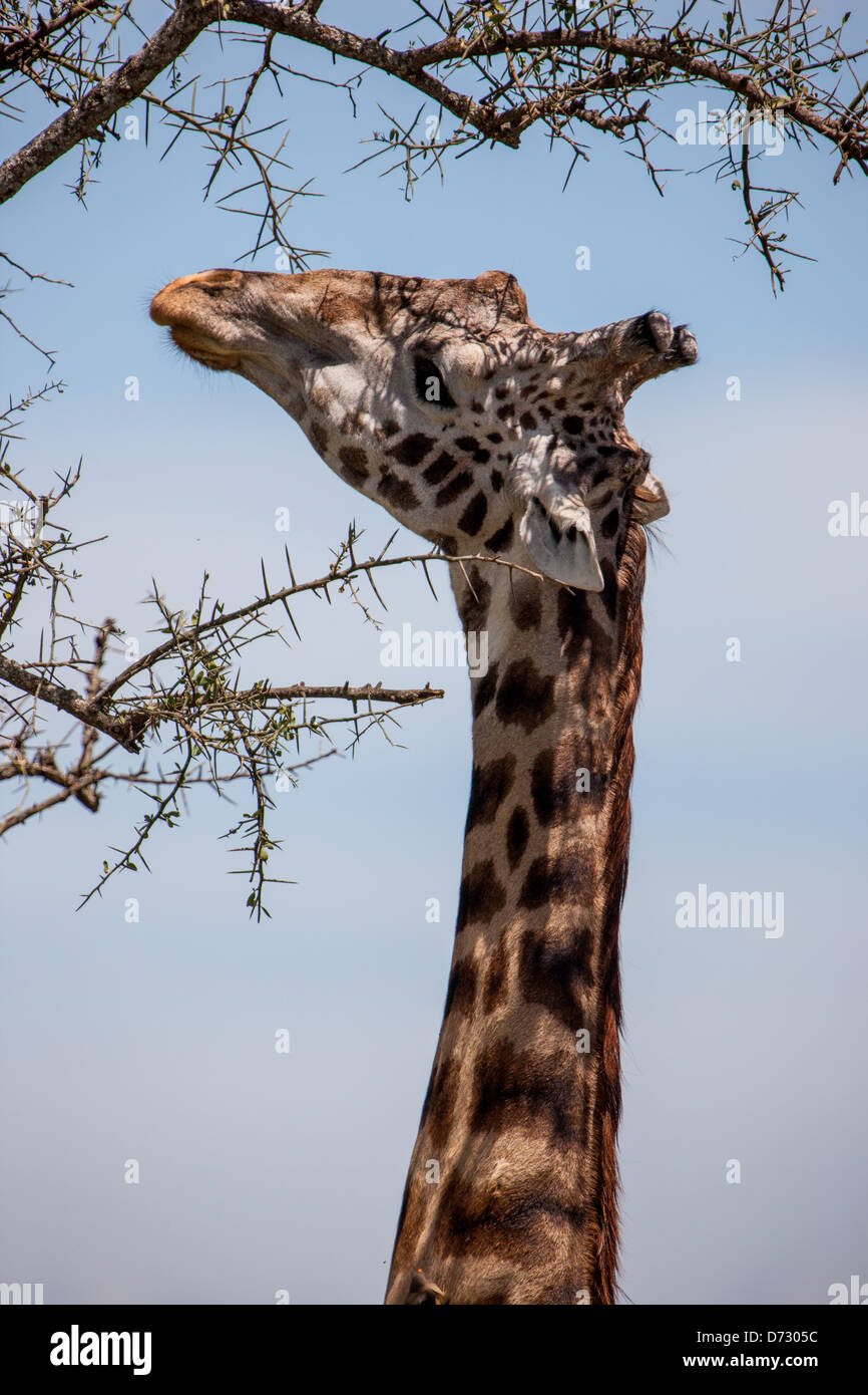 Giraffe eating acacia tree face on hi-res stock photography and images - Alamy