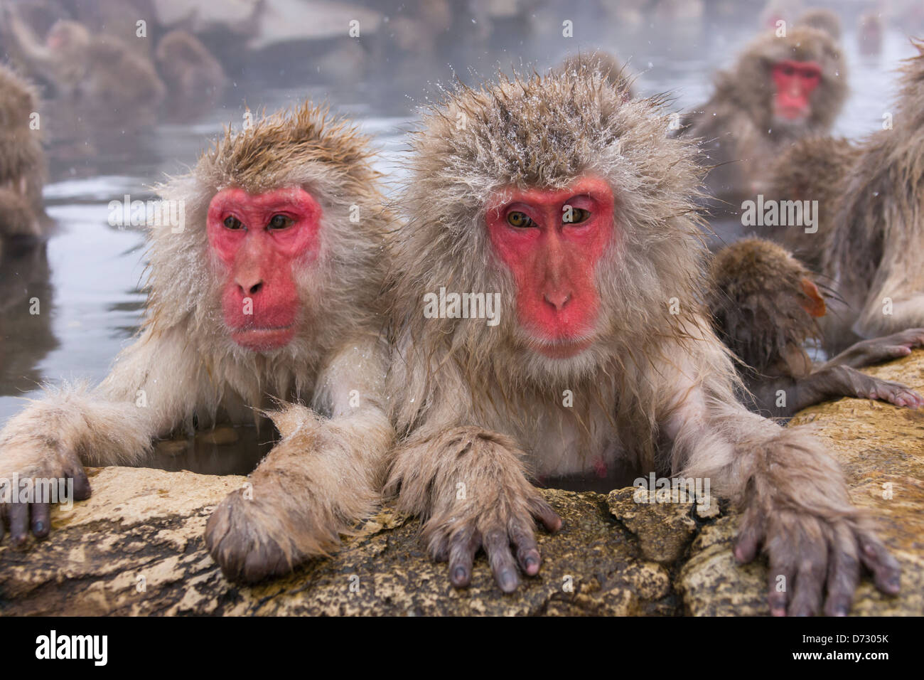 Snow monkeys in nagano hi-res stock photography and images - Alamy