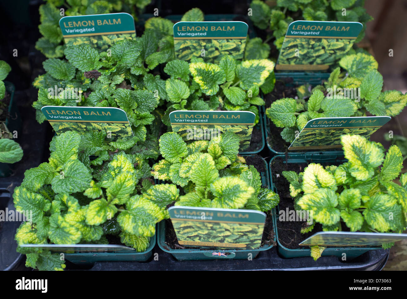 Variegated Lemon Balm on sale at Garden Centre Stock Photo - Alamy