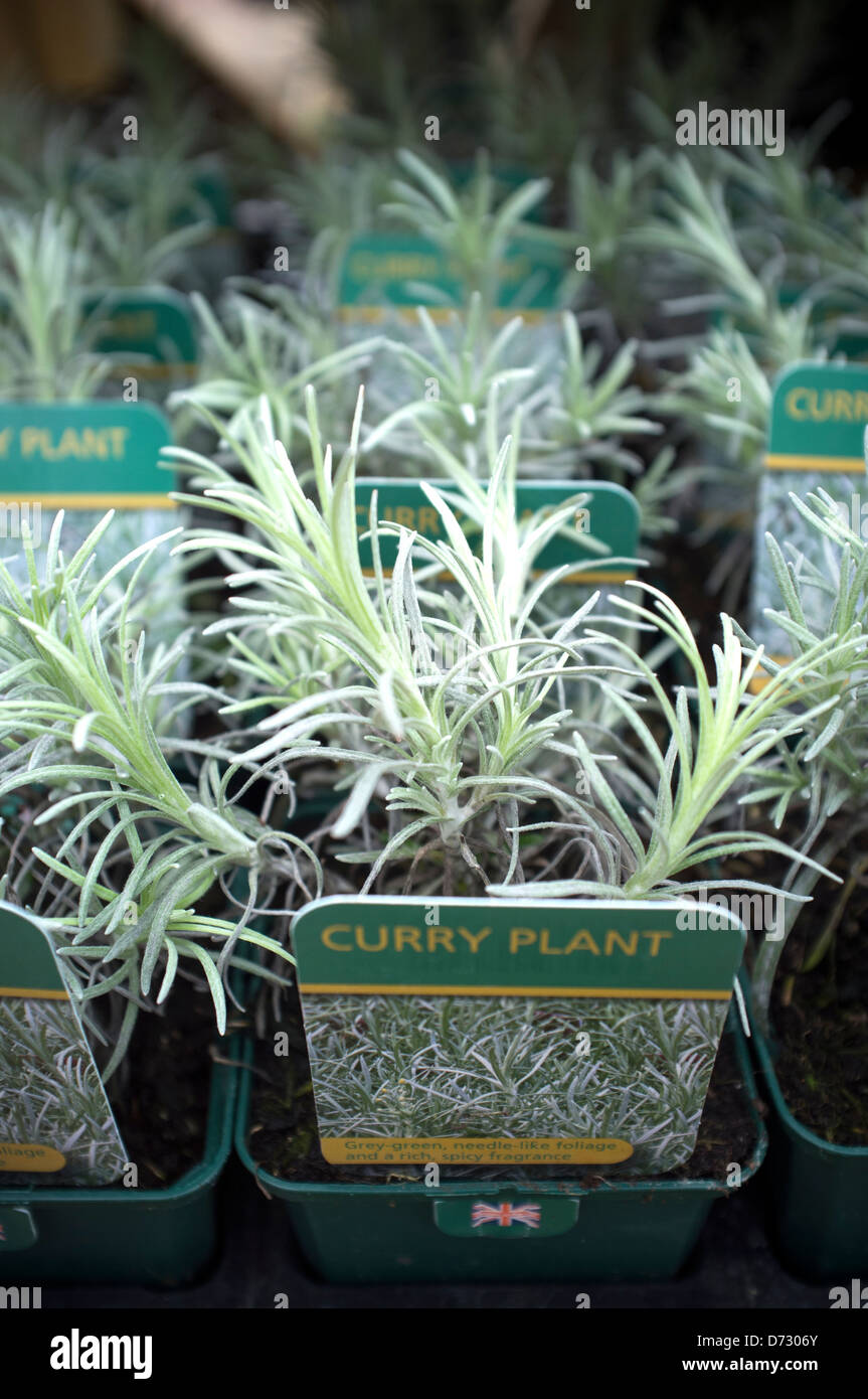 Curry plant hi-res stock photography and images - Alamy