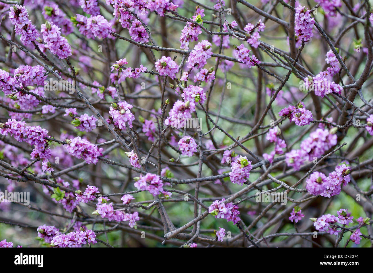 Mezereon flowers blossom Daphne mezereum Stock Photo - Alamy