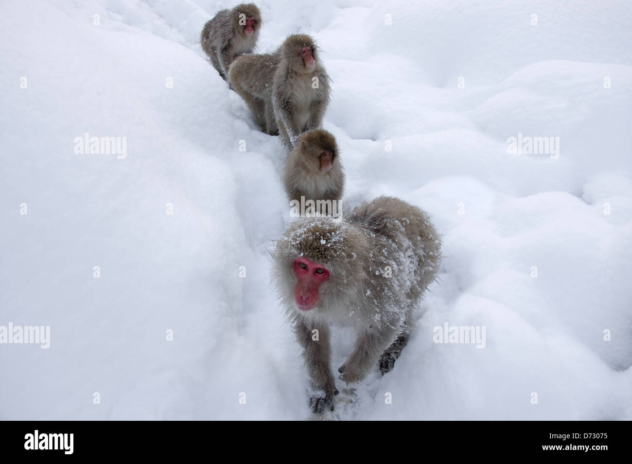 Japanese macaque hi-res stock photography and images - Alamy