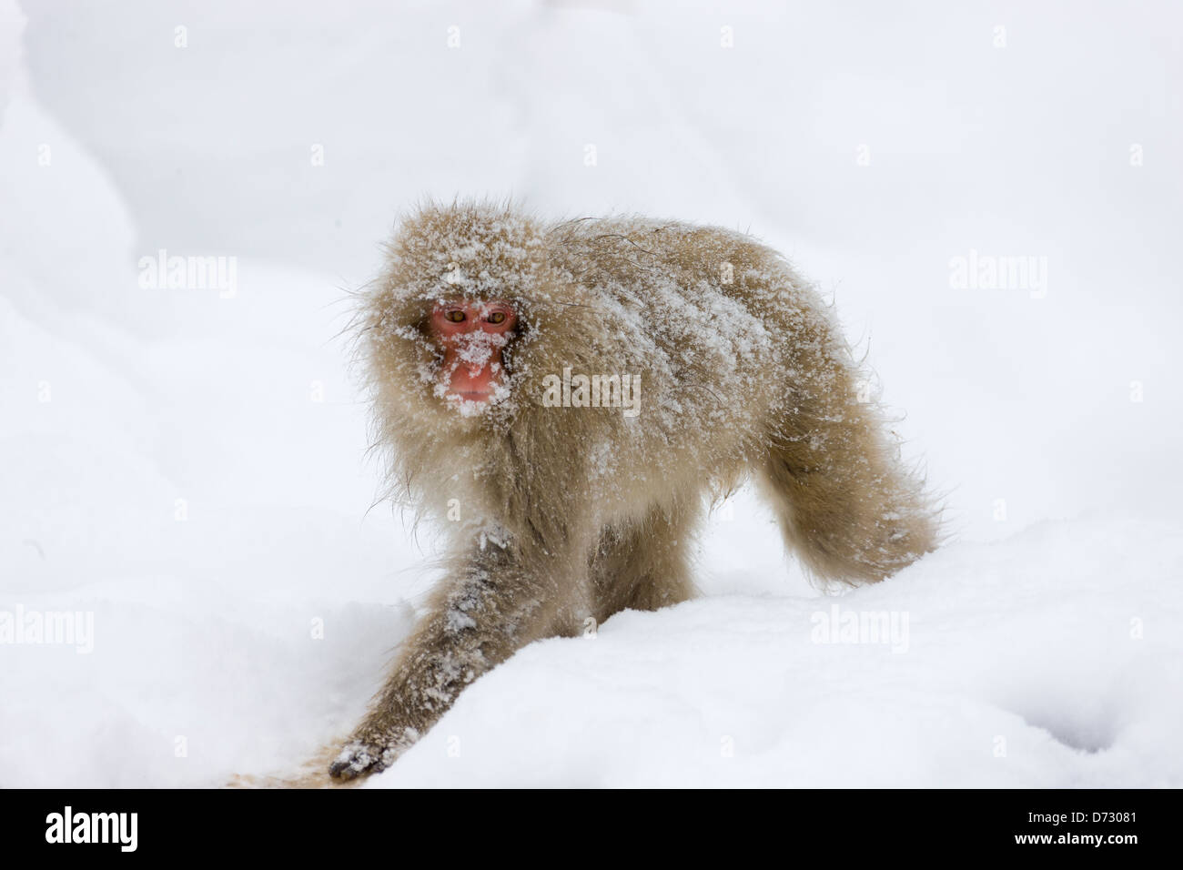 Asian japanese macaque hi-res stock photography and images - Alamy