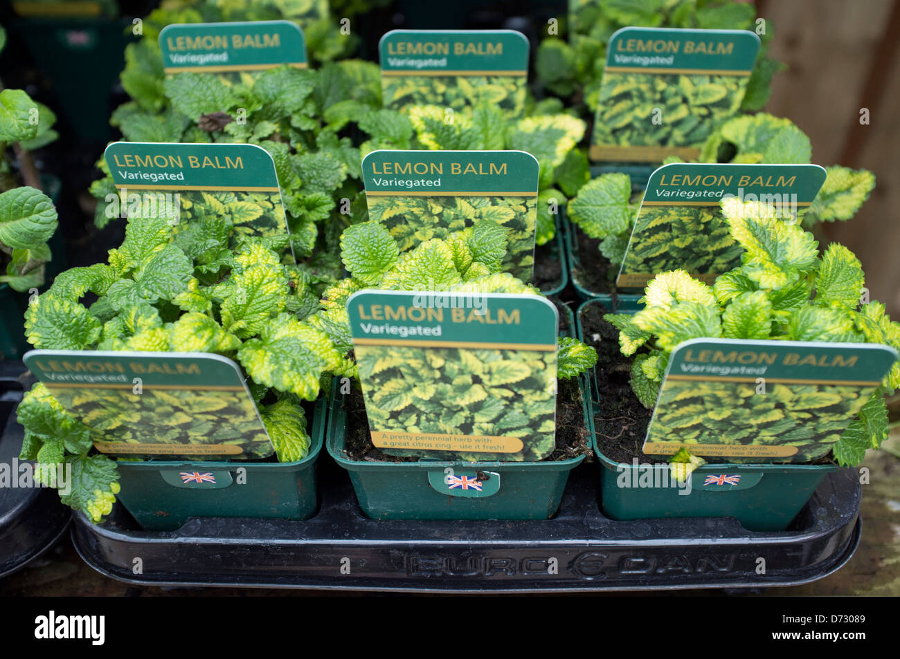Variegated Lemon Balm on sale at Garden Centre Stock Photo - Alamy