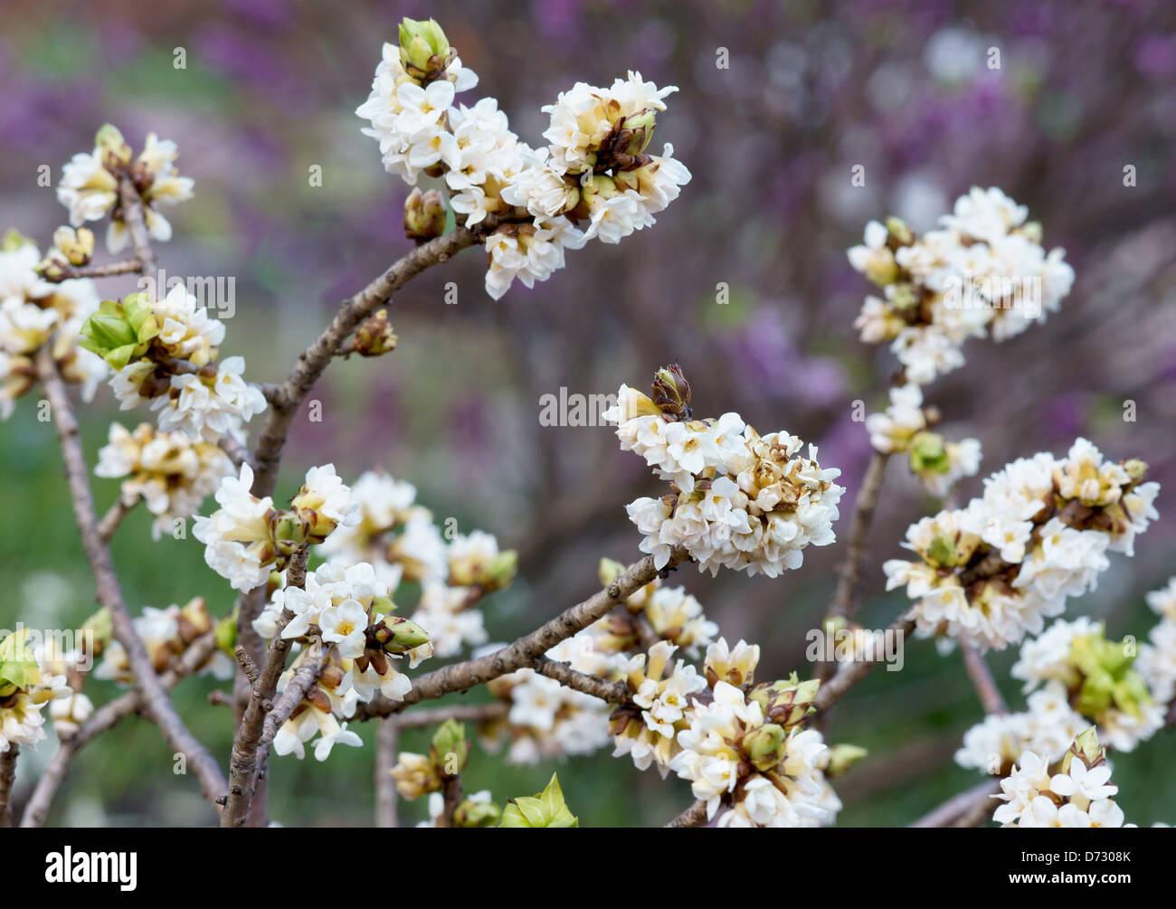 White mezereon flowers blossom Daphne mezereum forma alba Stock Photo ...