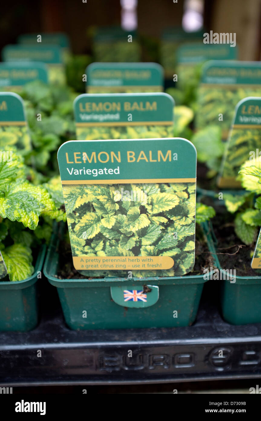 Variegated Lemon Balm on sale at Garden Centre Stock Photo - Alamy