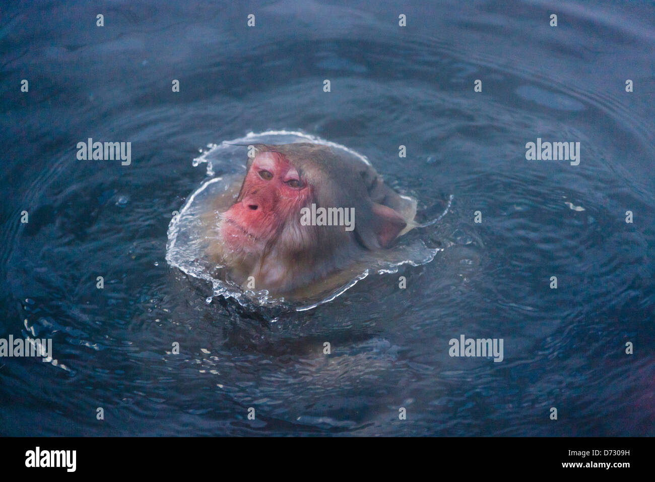 Japanese Snow Monkey shaking off water in the hotspring, Nagano, Japan ...
