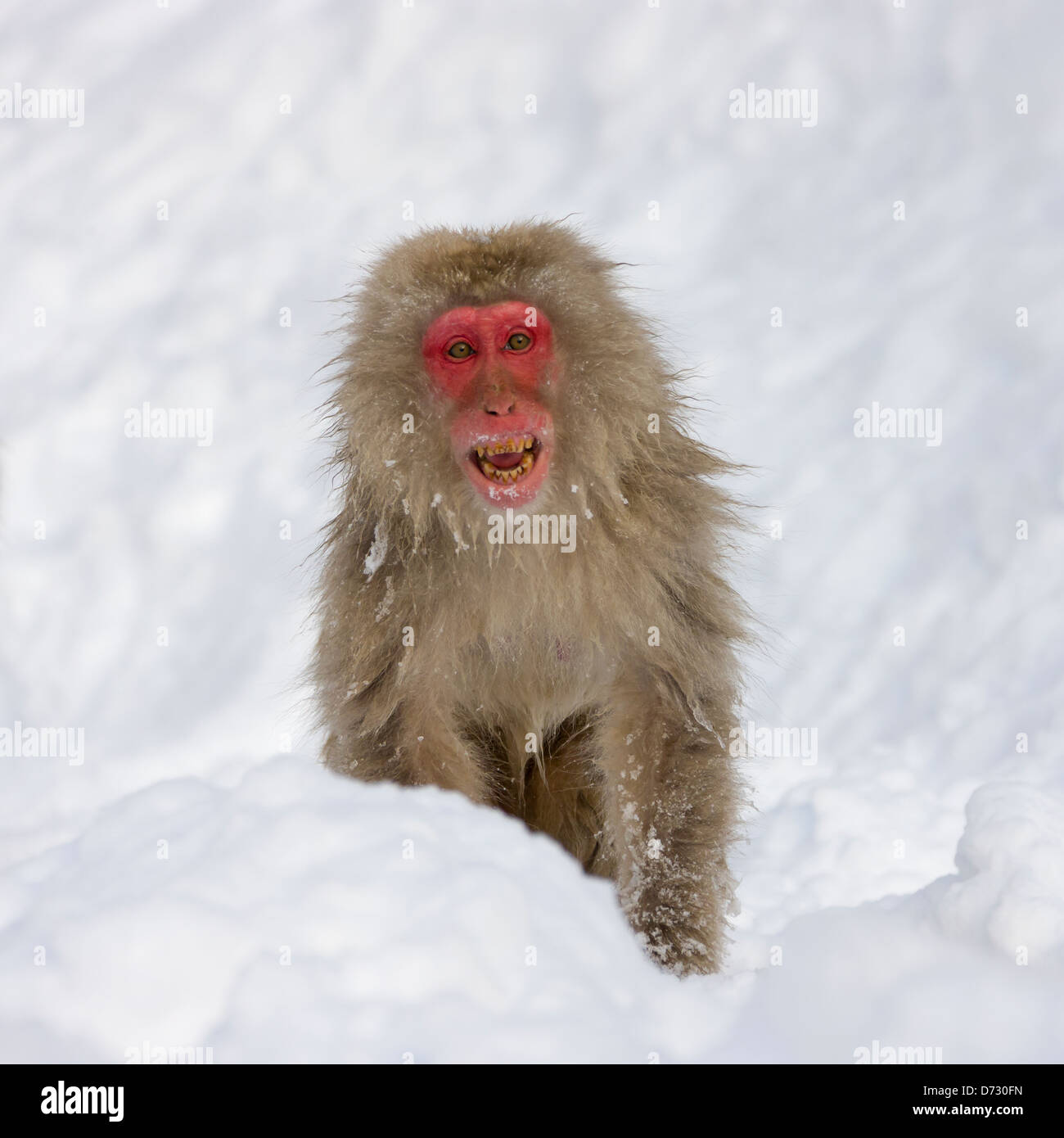 Japanese Snow Monkey on snow, Nagano, Japan Stock Photo - Alamy