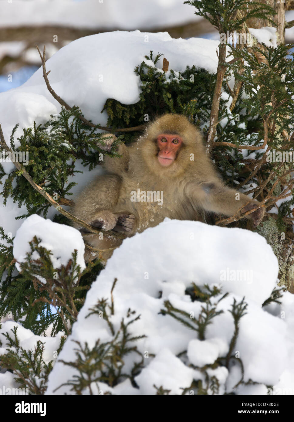 Japanese macaque hi-res stock photography and images - Alamy