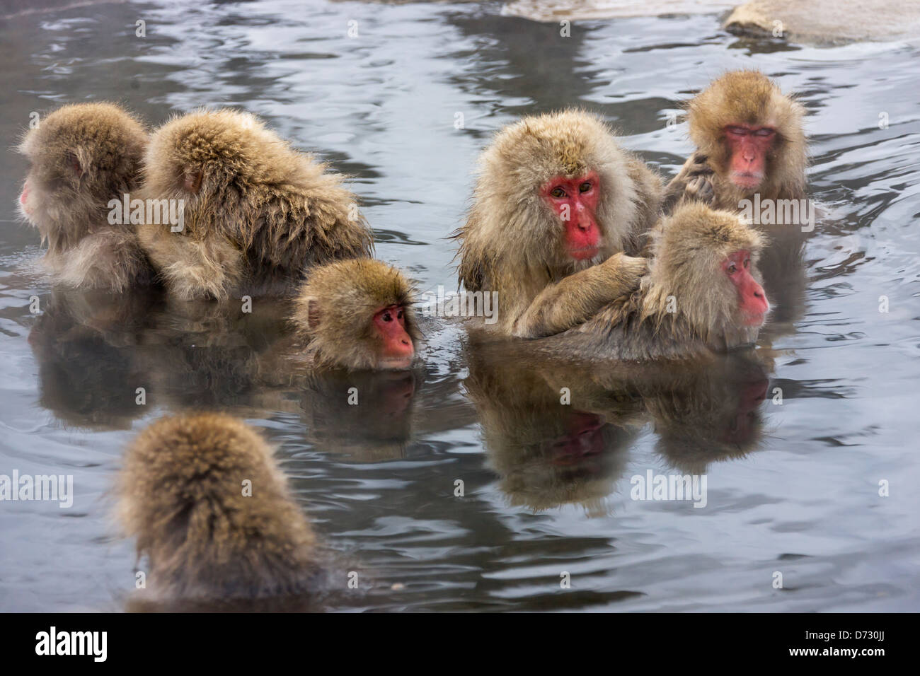 Japanese Snow Monkeys in the hotspring, Nagano, Japan Stock Photo - Alamy