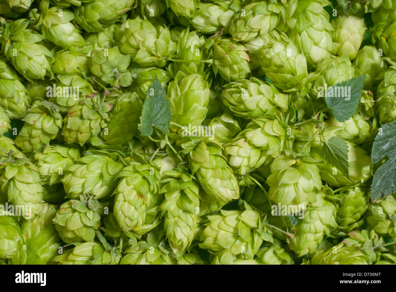 Hop cones hi-res stock photography and images - Alamy