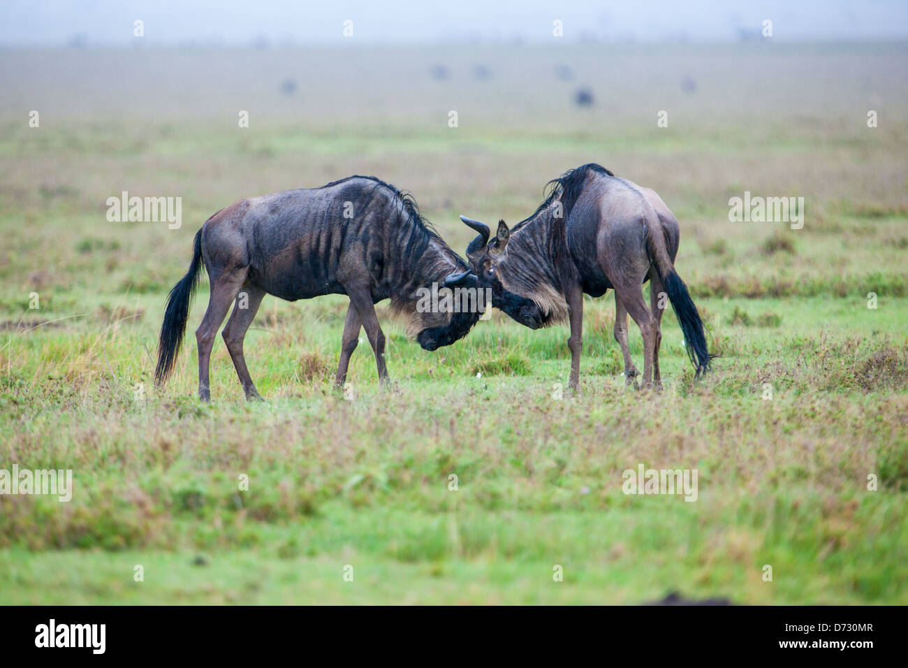 Rutting males hi-res stock photography and images - Alamy
