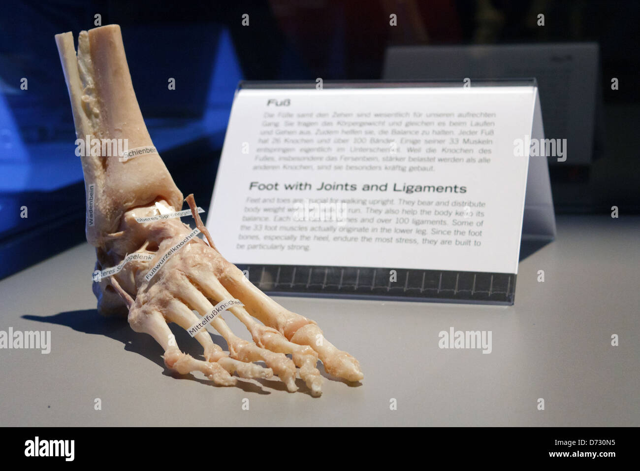 Berlin, Germany, Plastinationen a foot on the Body Worlds exhibition by ...