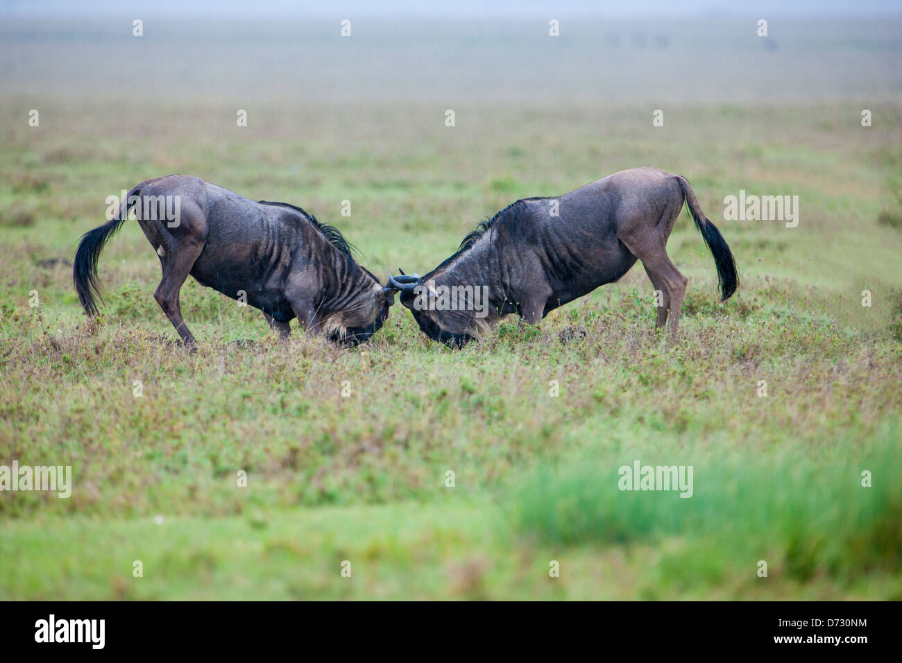 Rutting males hi-res stock photography and images - Alamy