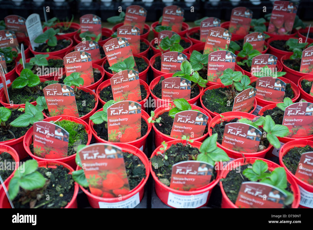 Strawberry plants for sale hi-res stock photography and images - Alamy