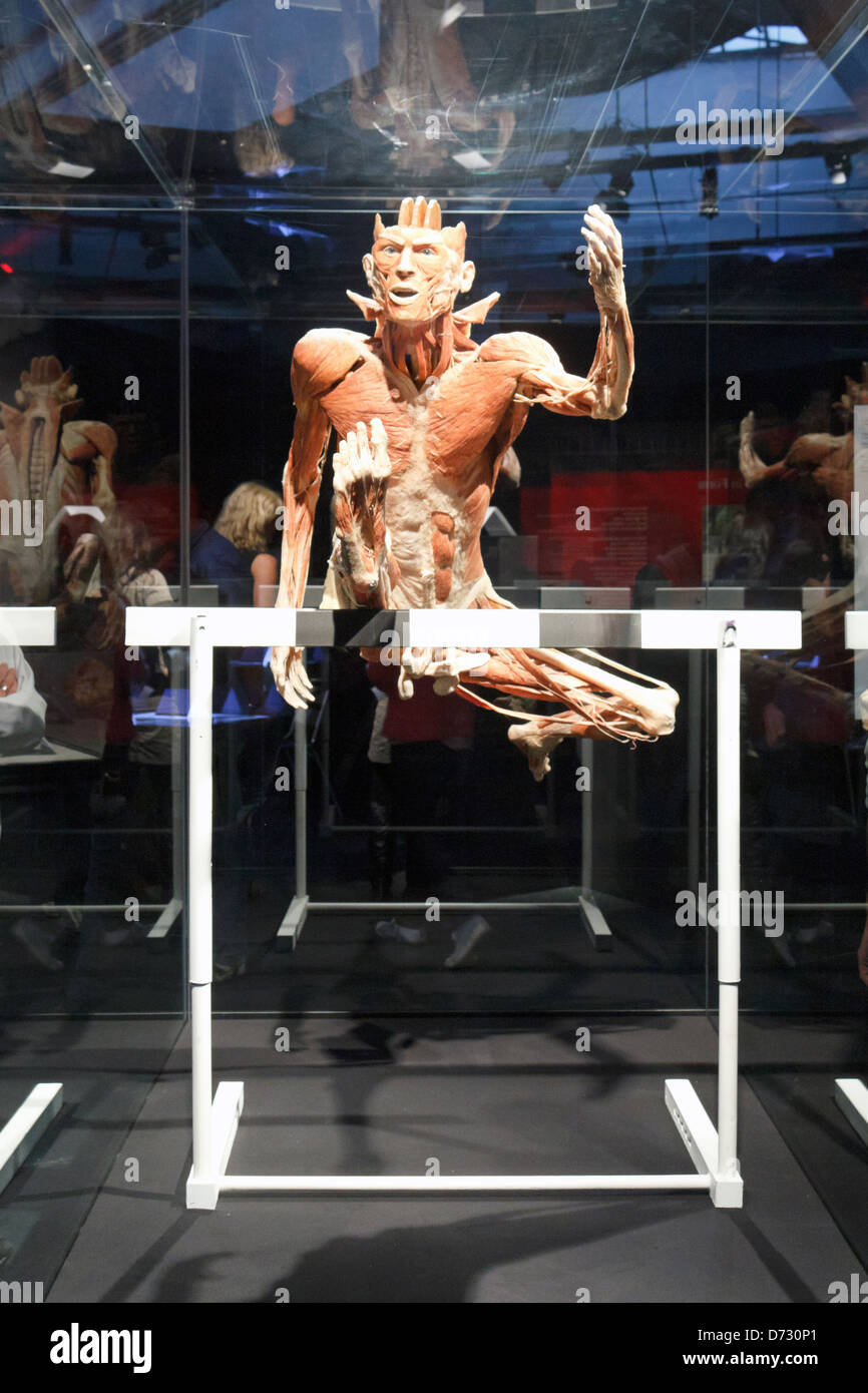 Berlin, Germany, plastination The Huerdenlaeufer on the Body Worlds ...