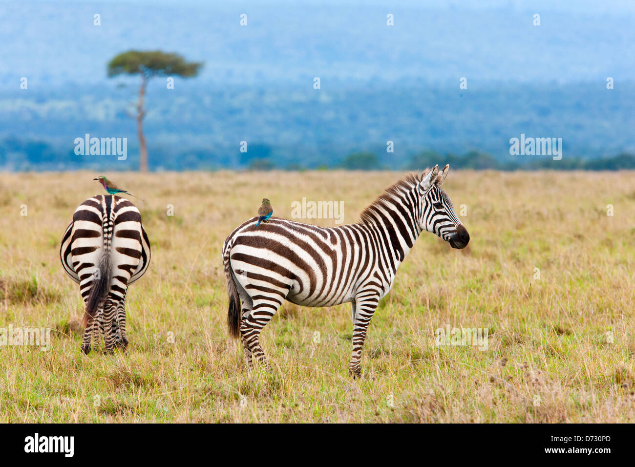 Zebra and Lilac Breasted Roller Stock Photo - Alamy