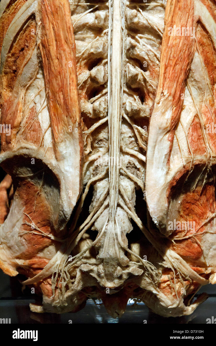 Worlds matter hi-res stock photography and images - Alamy