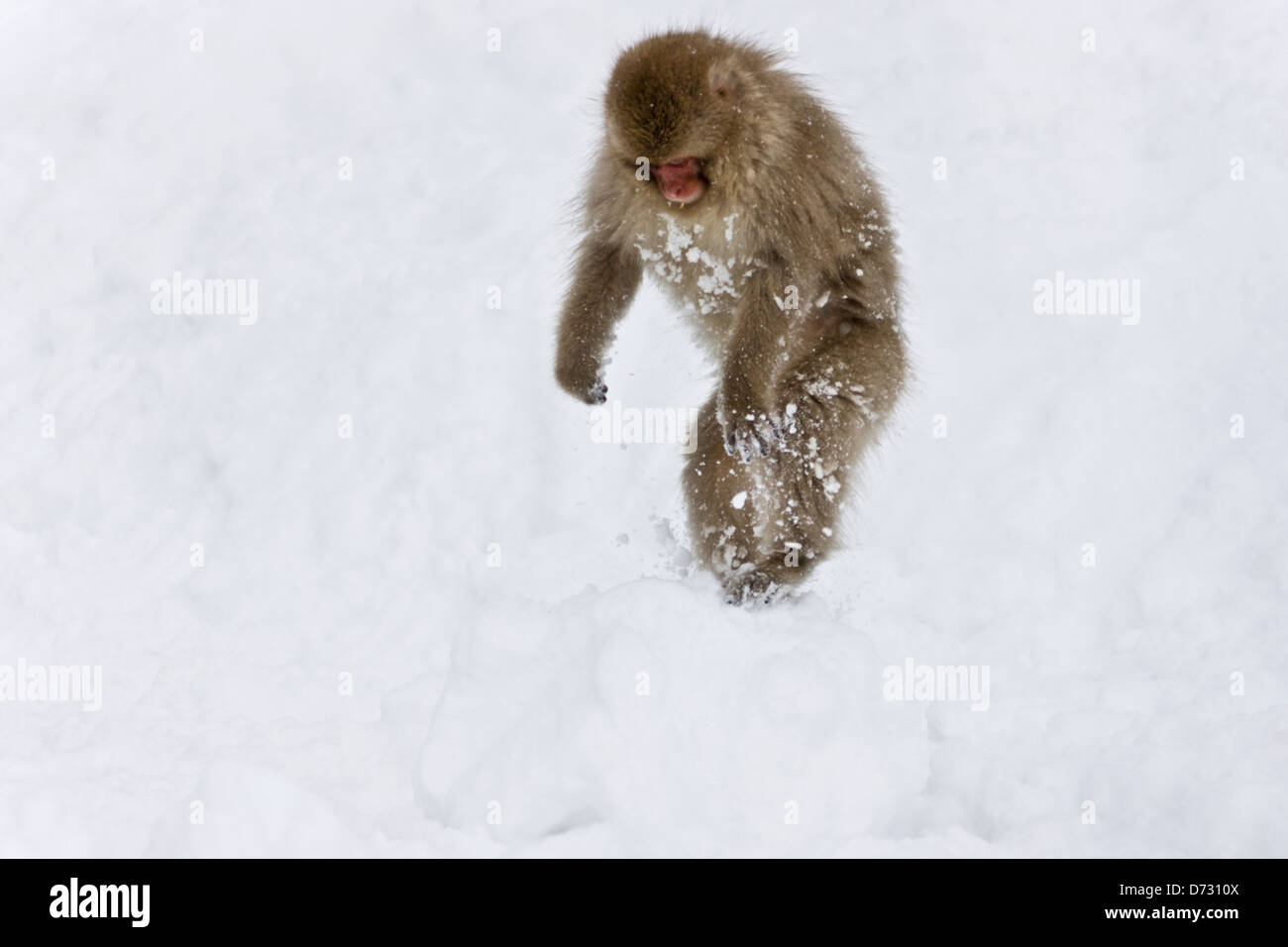 Japanese macaque snow ball hi-res stock photography and images - Alamy