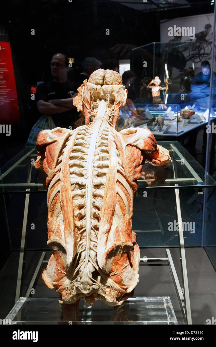 Berlin, Germany, plastination Chess players on the Body Worlds ...