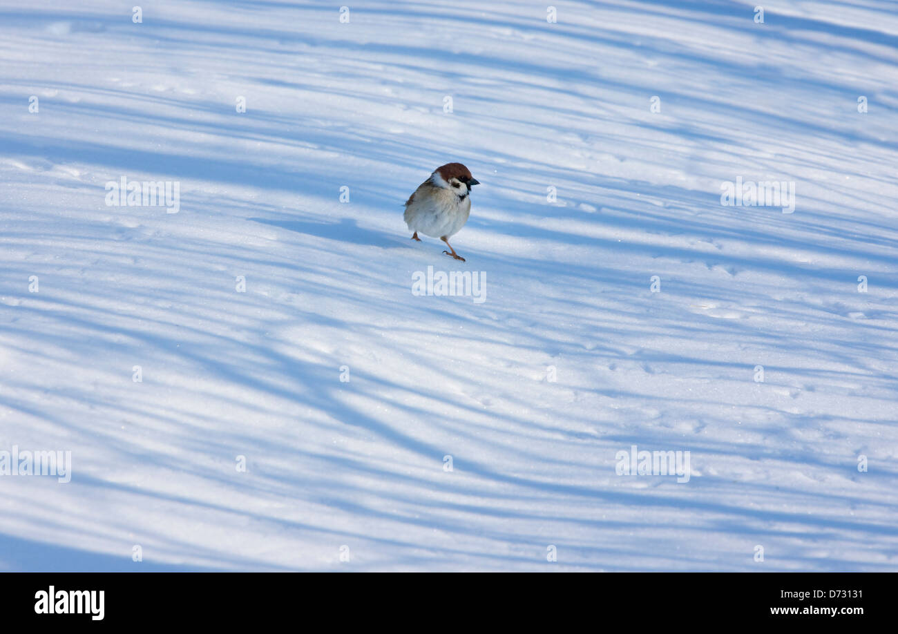 Japanese sparrow hi-res stock photography and images - Alamy