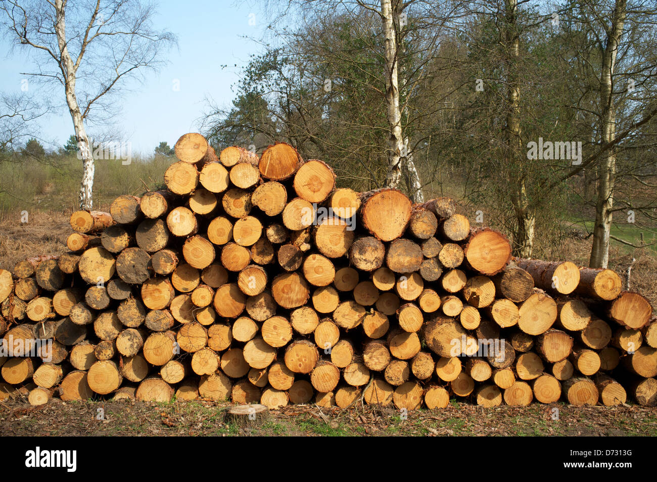 Timber logs, Upper Hollesley Common, Suffolk, UK Stock Photo - Alamy