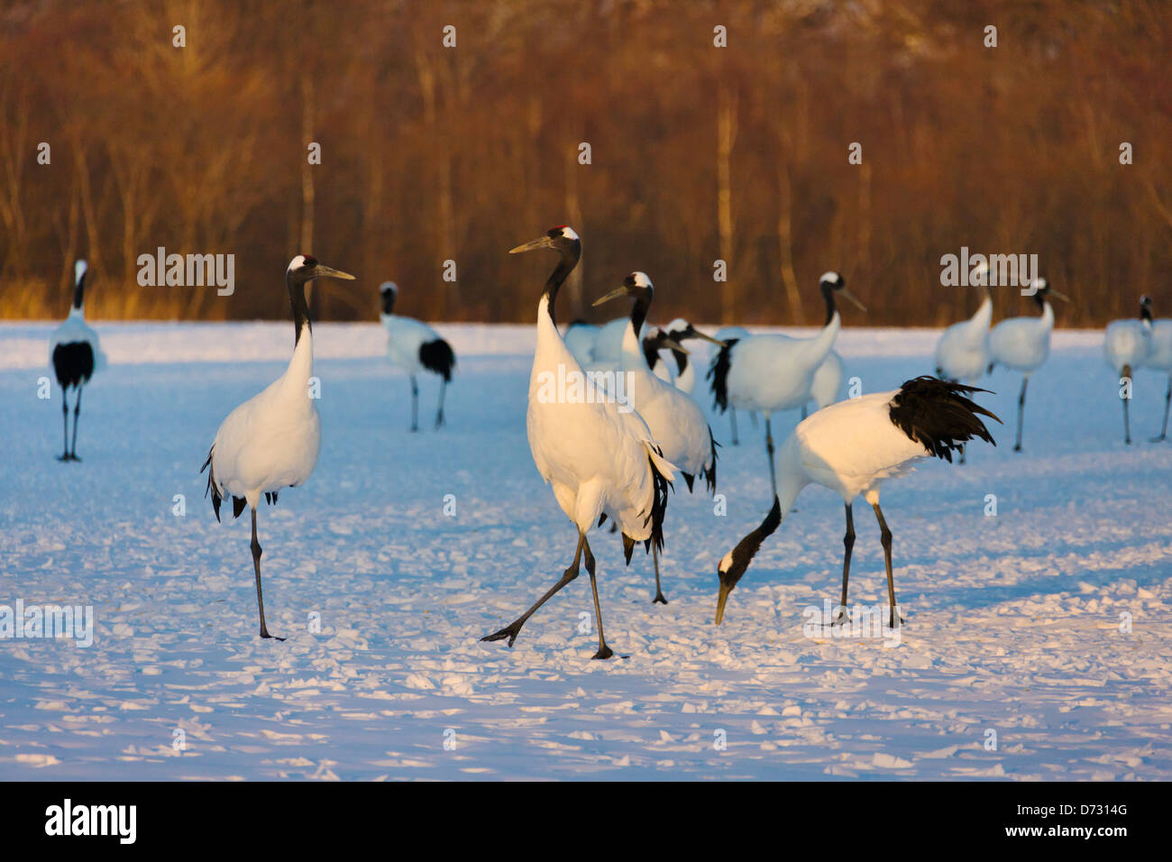 Japanese Cranes on snow, Kushiro, Hokkaido, Japan Stock Photo - Alamy