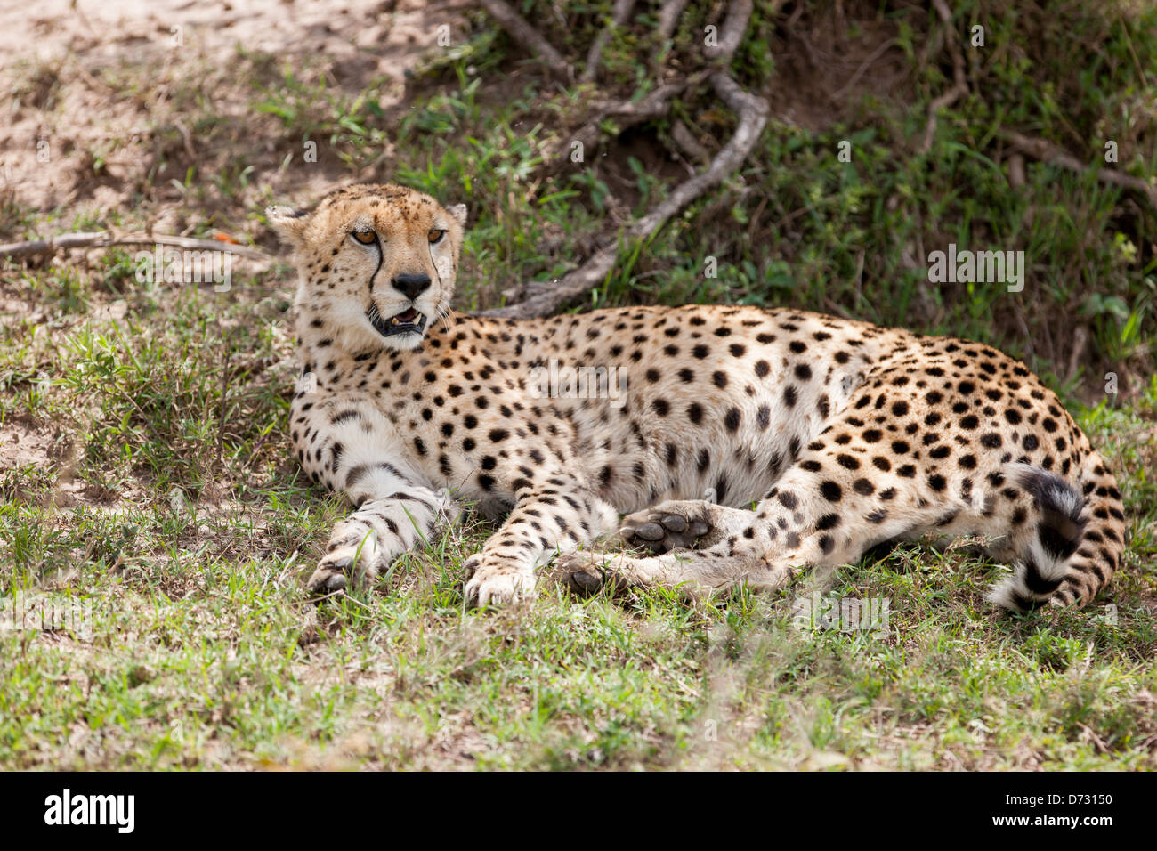 Cheetah resting under tree Stock Photo - Alamy
