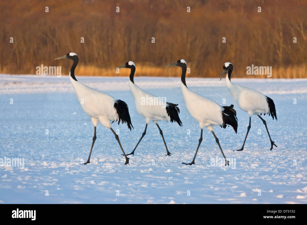Japanese Cranes on snow, Kushiro, Hokkaido, Japan Stock Photo - Alamy