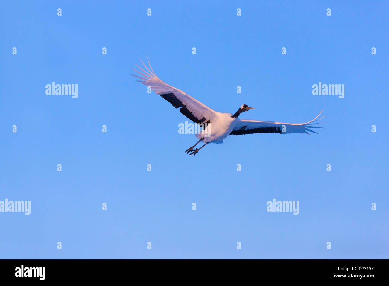 Japanese Cranes flying, Kushiro, Hokkaido, Japan Stock Photo - Alamy