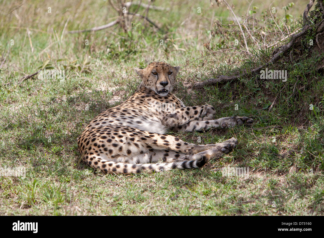 Cheetah resting under tree Stock Photo - Alamy