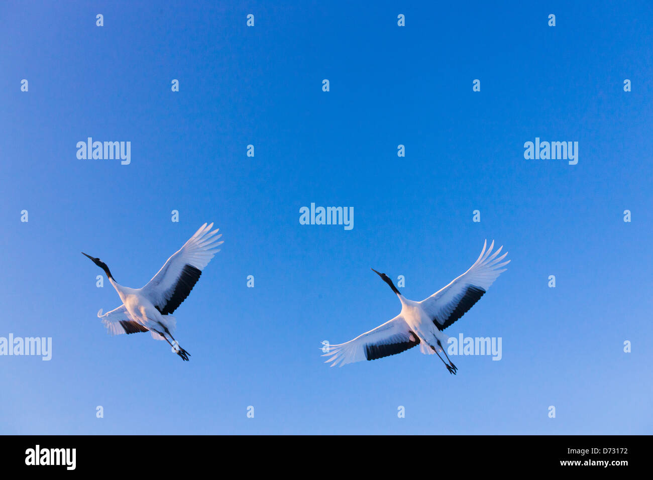 Pair of blue cranes hi-res stock photography and images - Alamy
