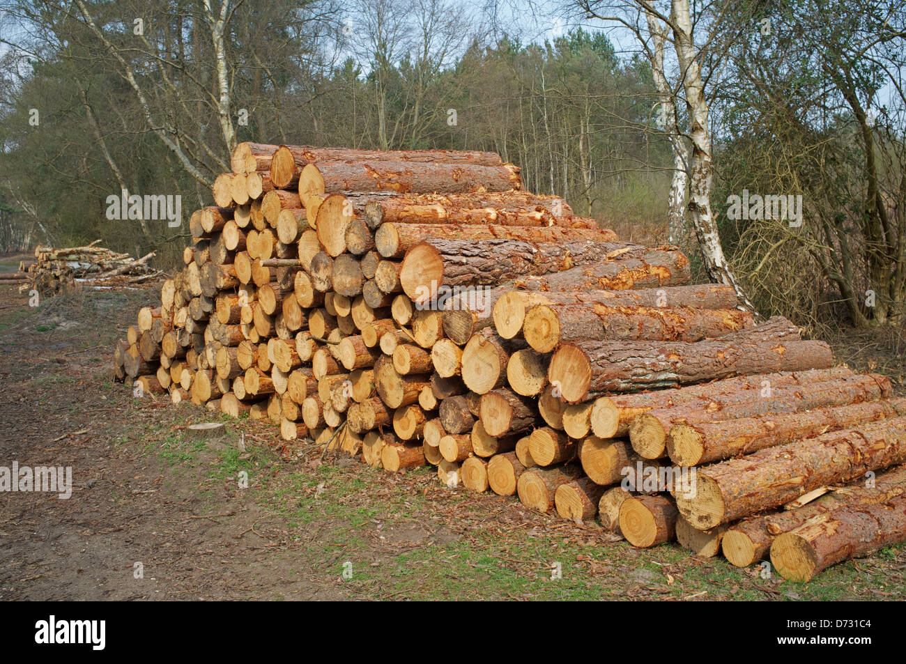 Timber logs, Upper Hollesley Common, Suffolk, UK Stock Photo - Alamy