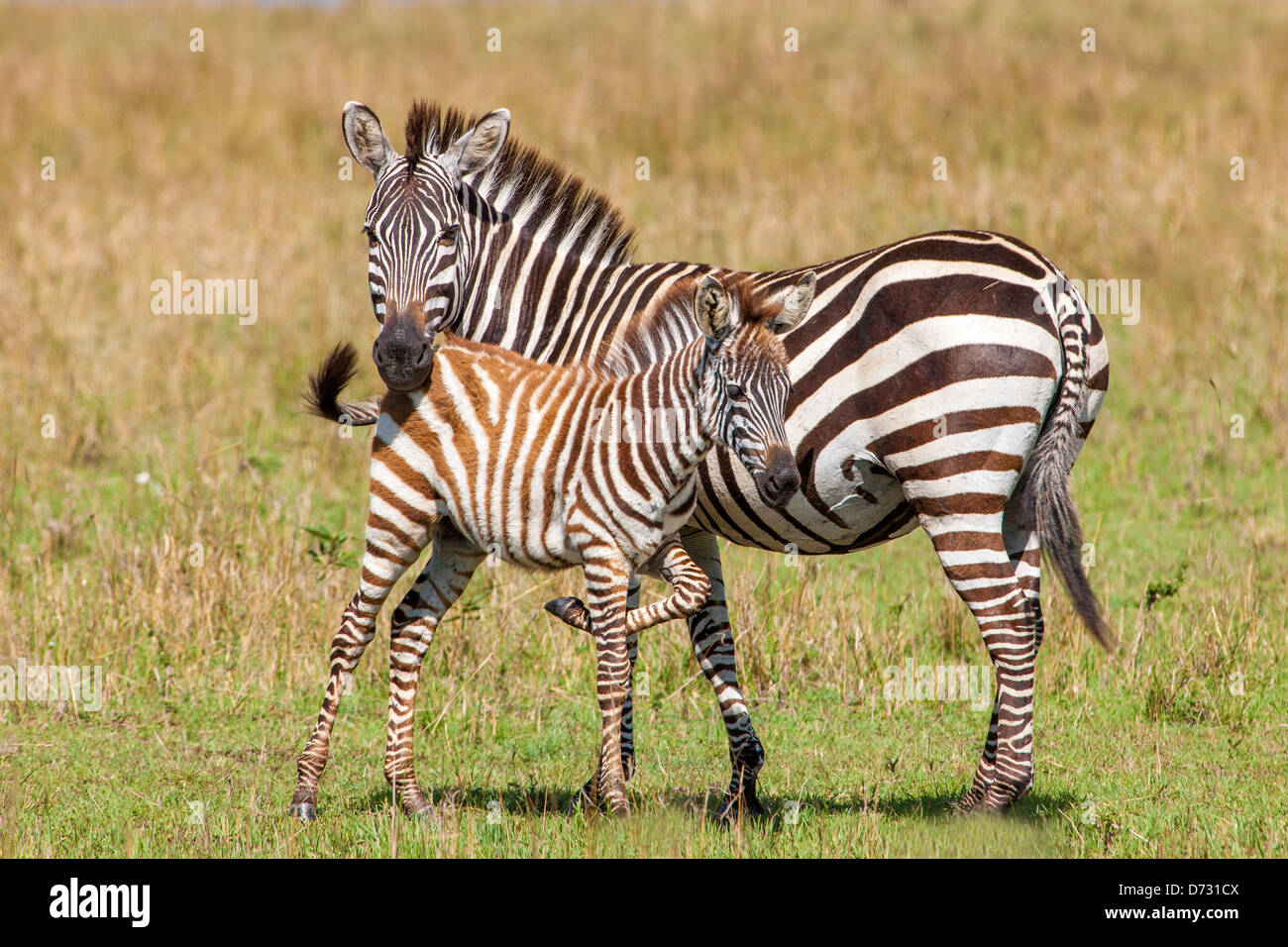 Zebra and foal Stock Photo - Alamy