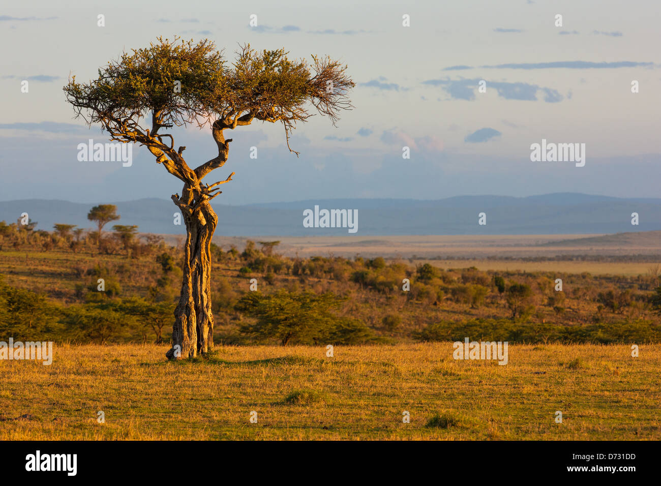 Acacia tree at sunset Stock Photo - Alamy