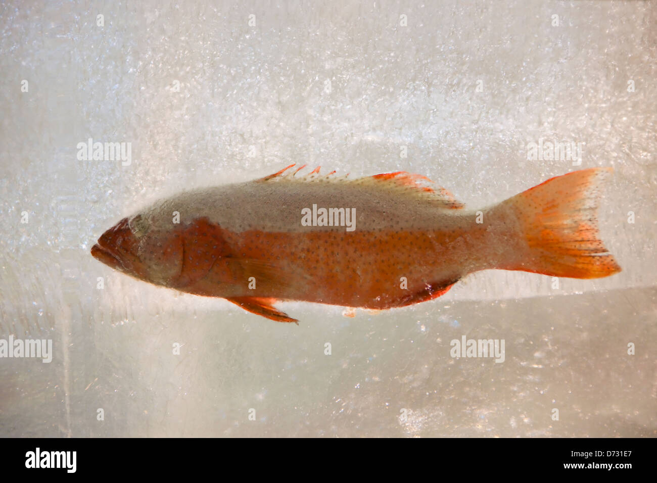 Sapporo snow festival in japan hi-res stock photography and images - Alamy