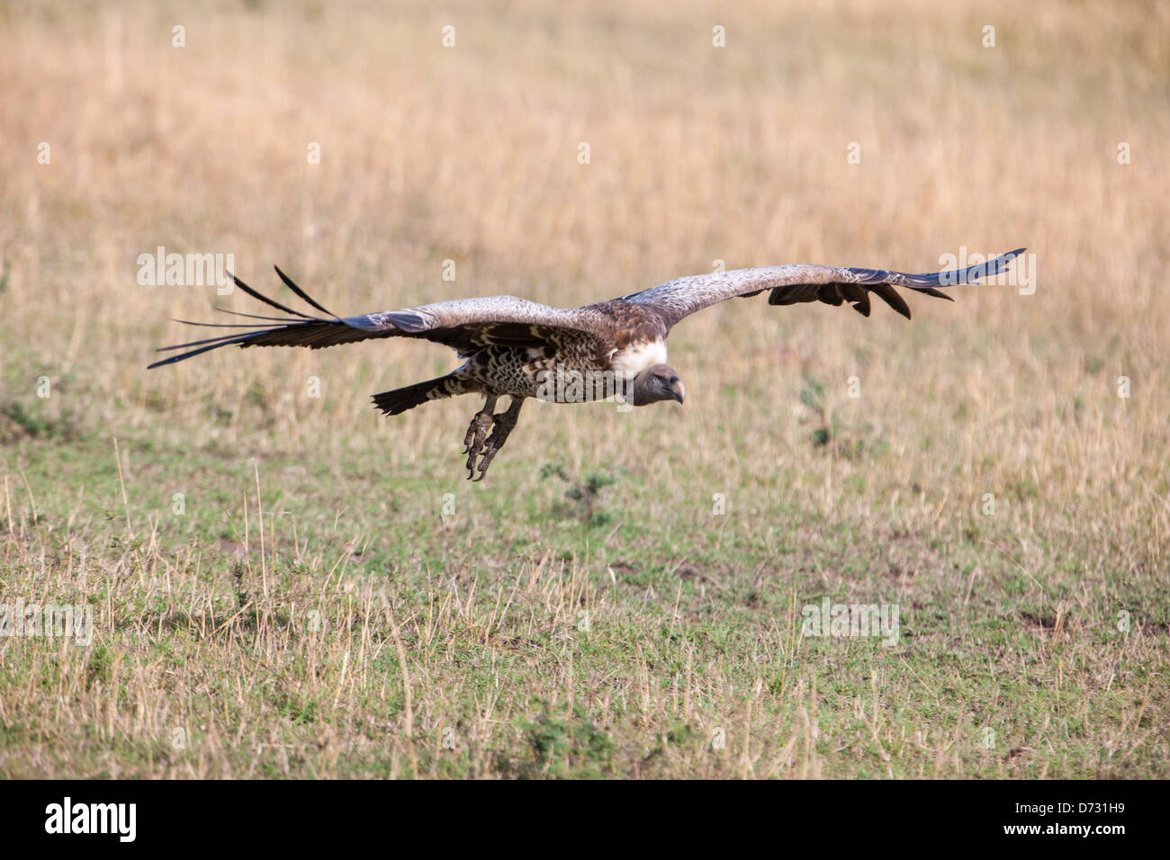 Griffon Vulture swooping low Stock Photo - Alamy