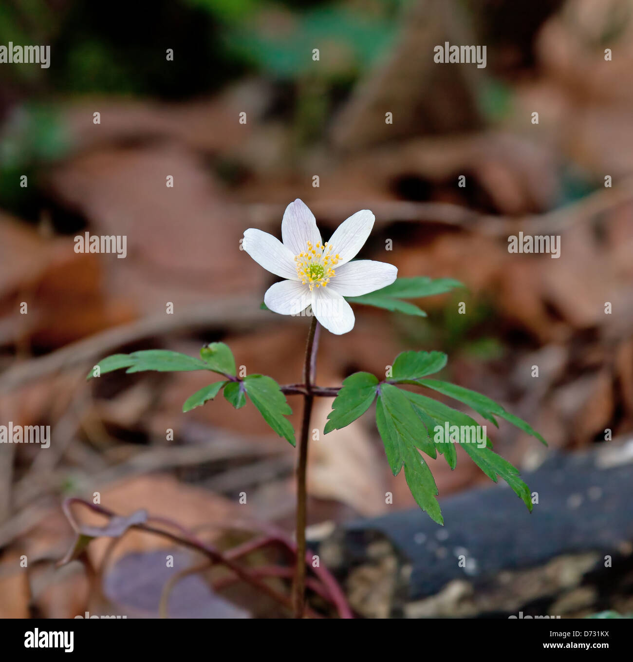 Wood Anemone in woodland Stock Photo - Alamy