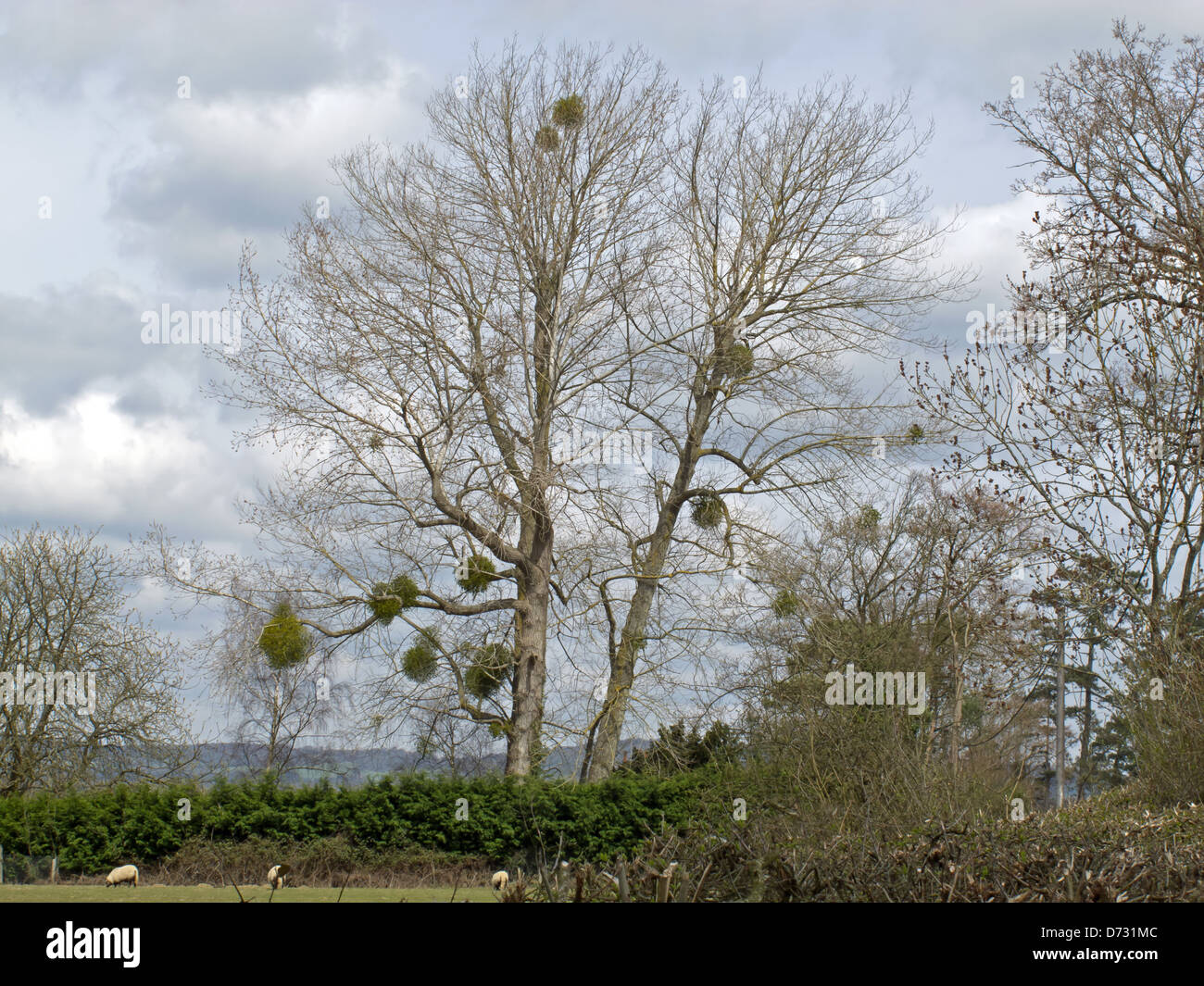 Mistletoe Growing in Tree Stock Photo - Alamy